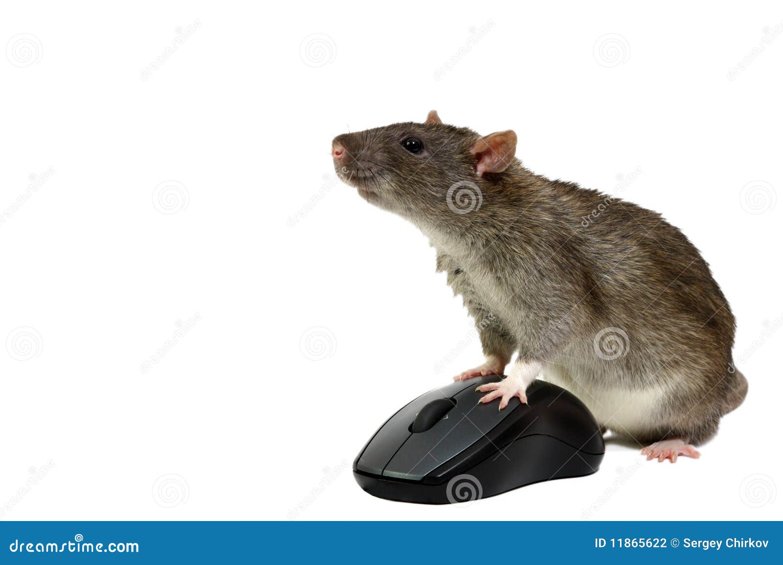Rat stock photo. Image of rodent, hairy, small, mouse - 11865622
