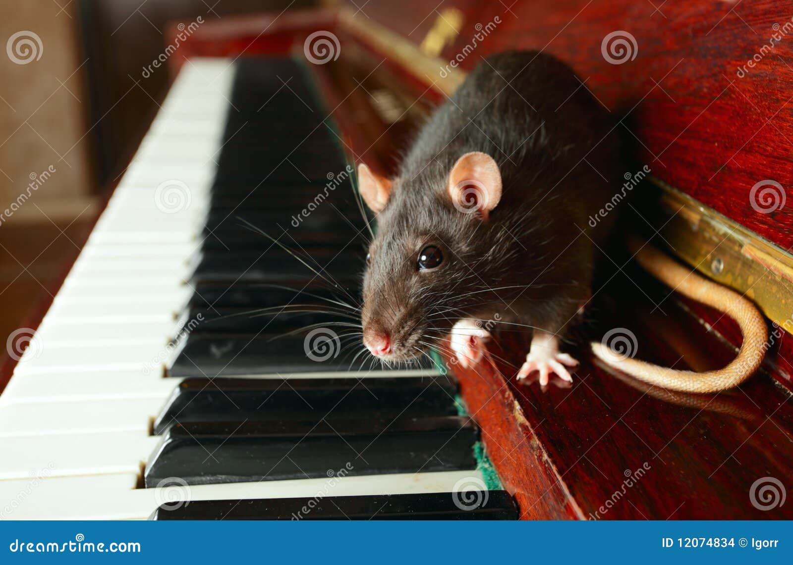 Rat stock photo. Image of mammal, keys, instrument, curiosity - 12074834
