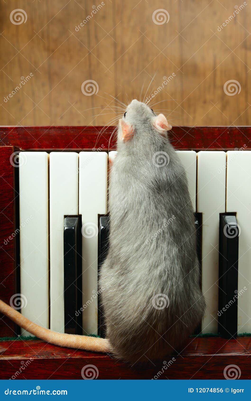 Rat stock photo. Image of musical, cute, pets, pest, piano - 12074856