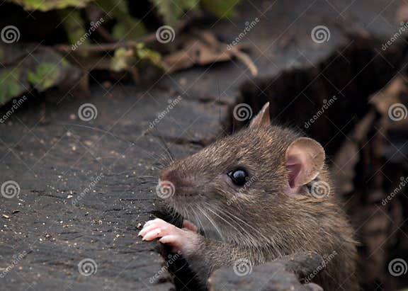 Rat stock photo. Image of snout, wildlife, nature, whiskers - 12090830