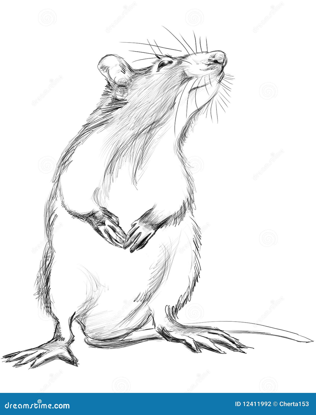 Rat stock illustration. Illustration of damp, mammal - 12411992