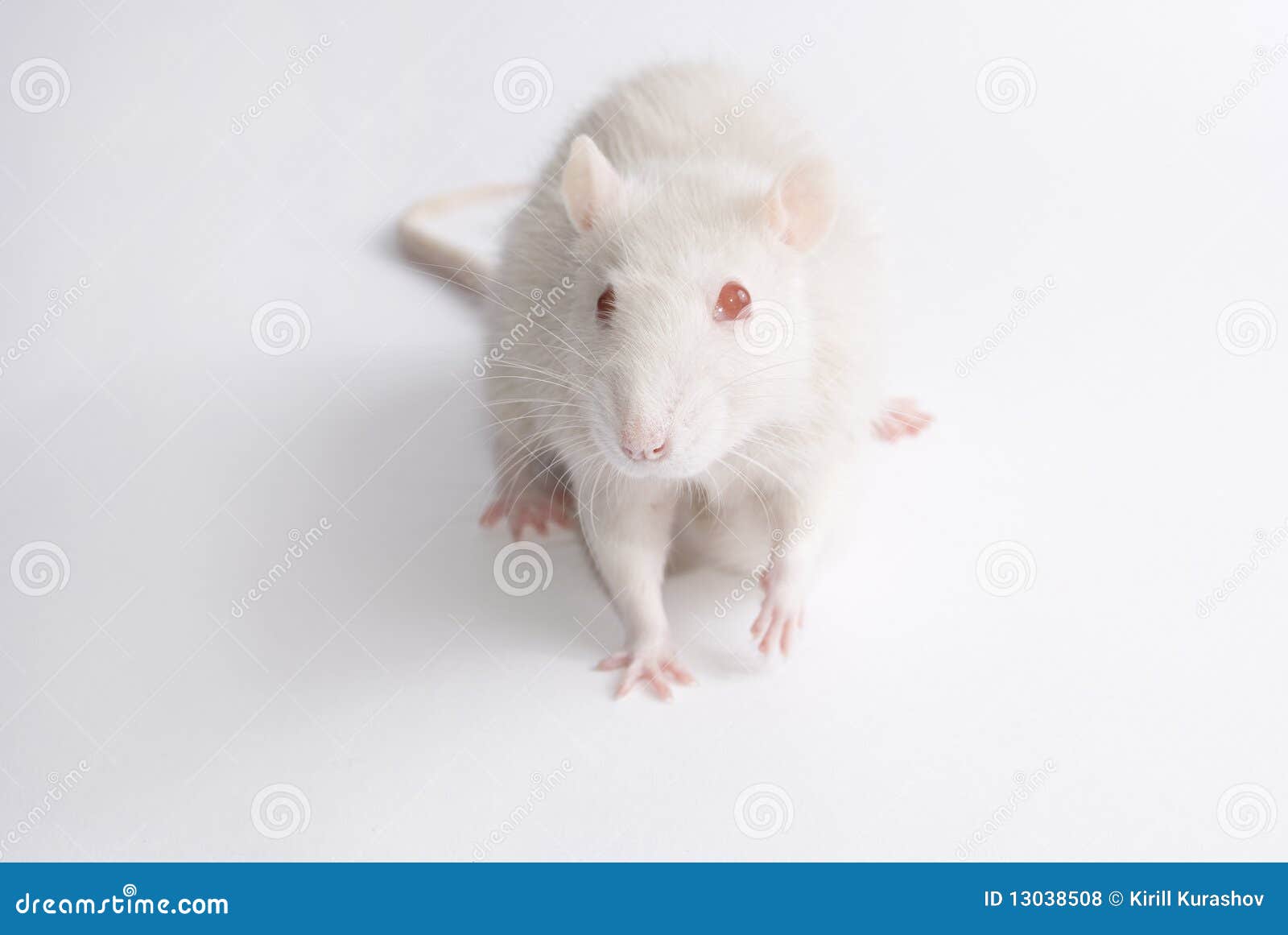 Rat photo stock. Image of blanc, animal, rouge, mammifère - 13038508