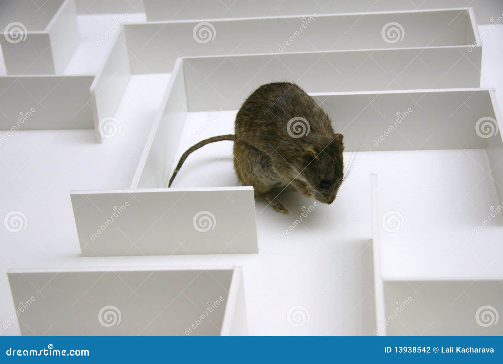 Rat stock photo. Image of trap, rodent, instincts, mammal - 13938542