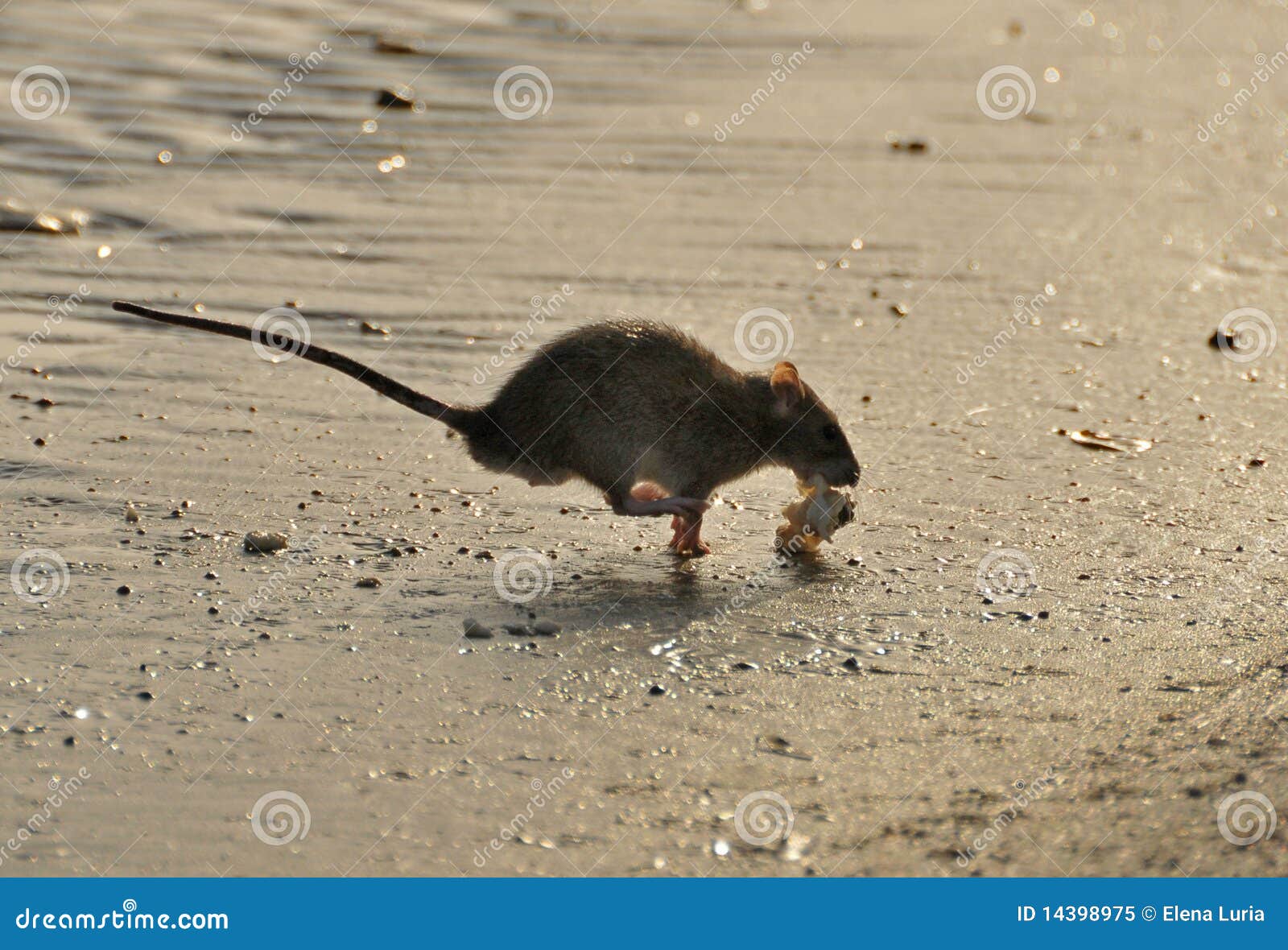 Rat stock image. Image of gray, tail, small, running - 14398975
