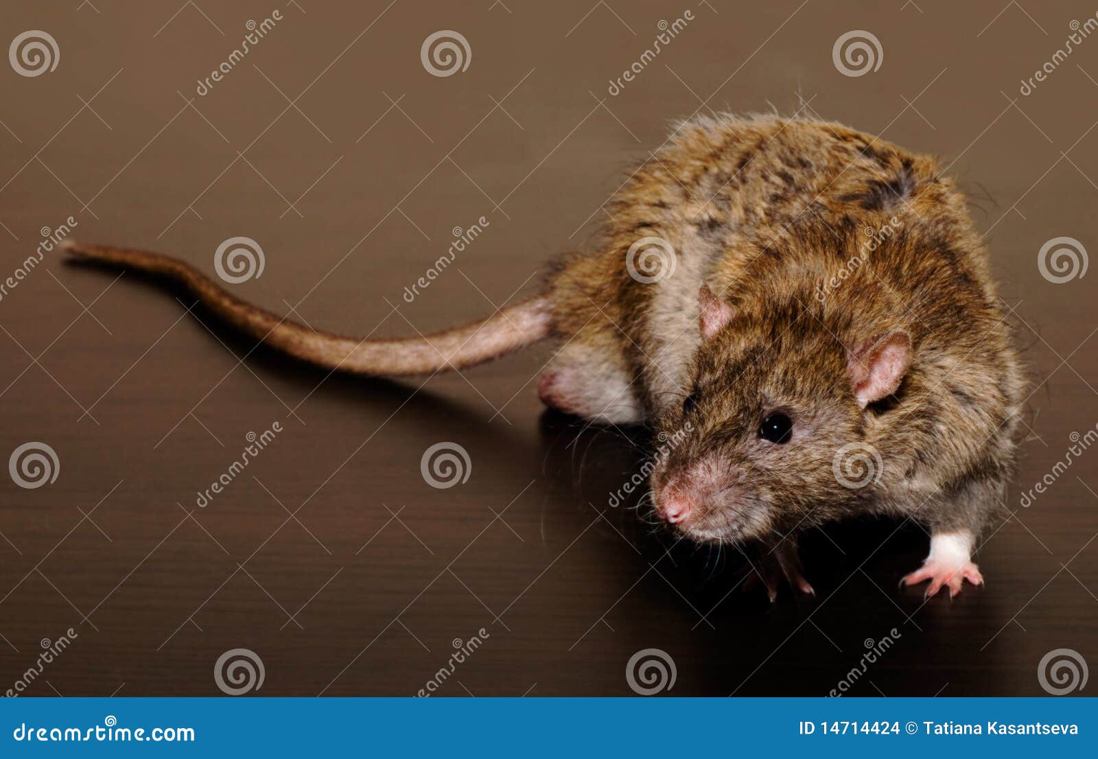 Rat photo stock. Image du favori, velu, museau, sauvage - 14714424
