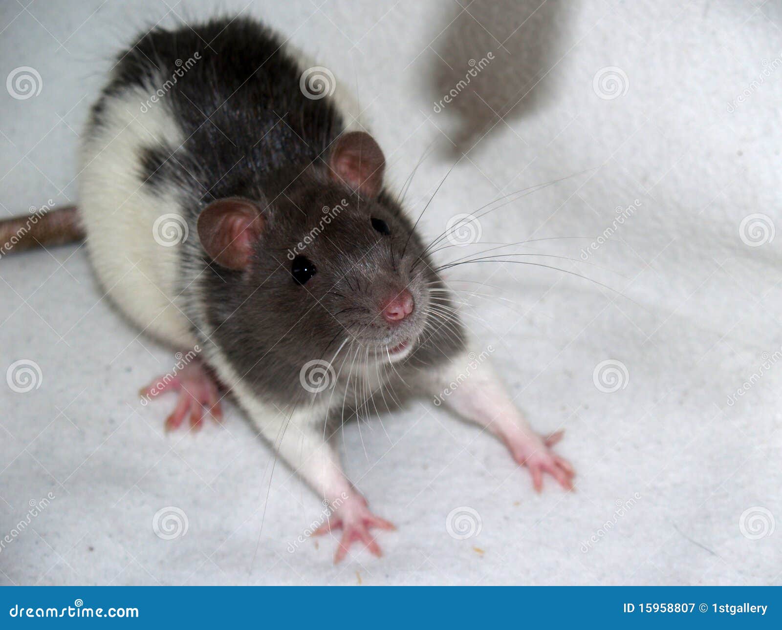 Rat stock image. Image of rodent, paws, black, laboratory - 15958807