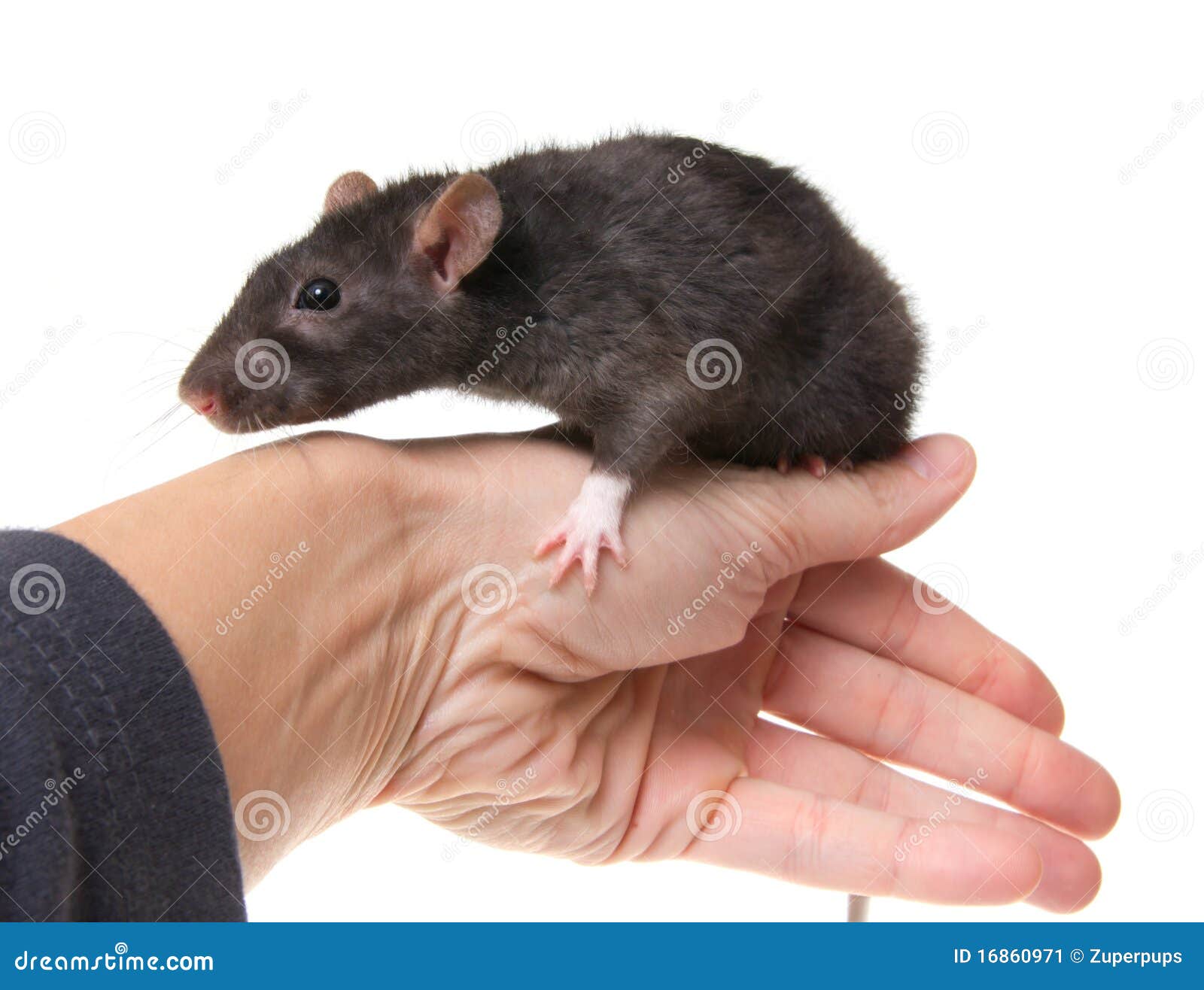 Rat stock image. Image of looking, domestic, cute, face - 16860971
