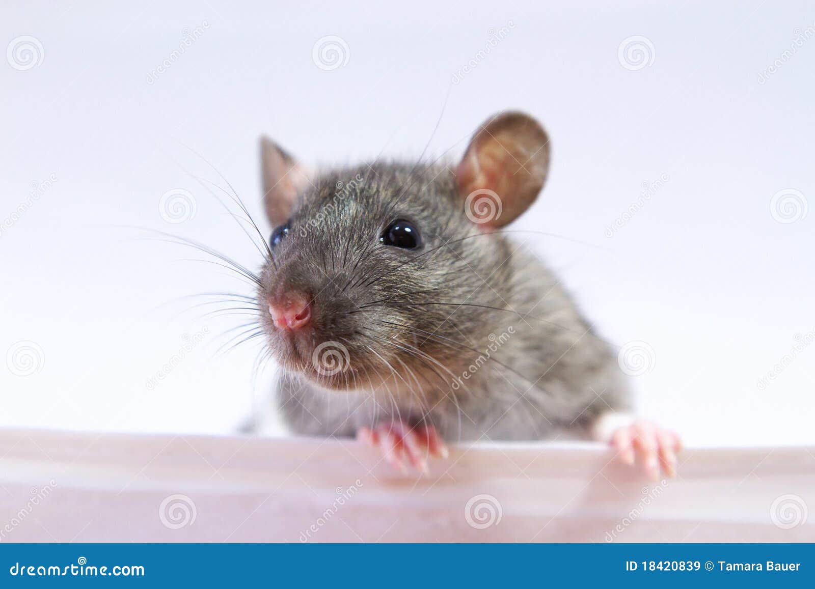 Rat stock image. Image of sweet, hair, whisker, pest - 18420839