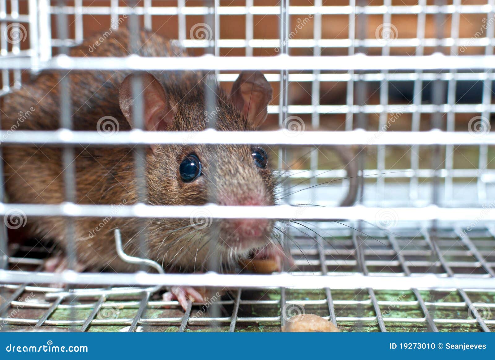 Rat stock photo. Image of mice, dirty, steel, looking - 19273010
