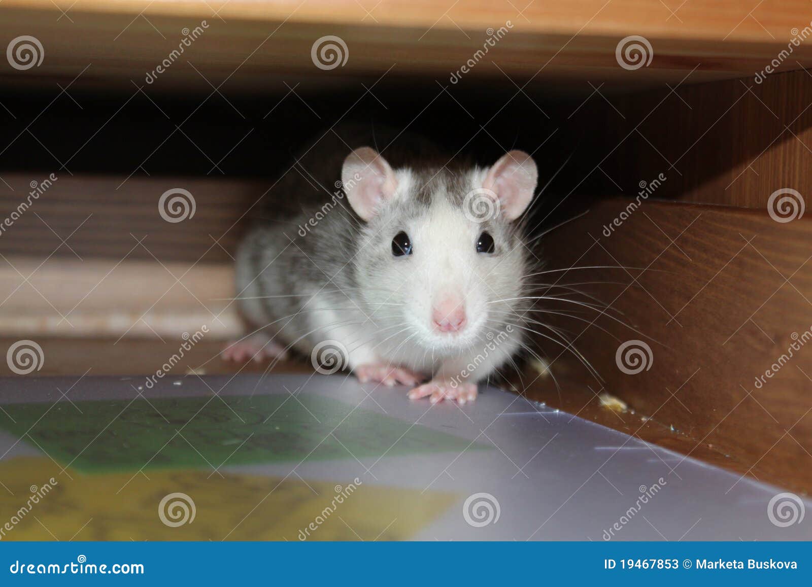 A Rat stock image. Image of variety, harmful, dumbo, mouse - 19467853
