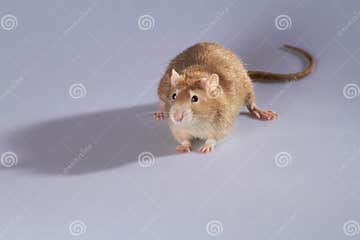 Rat stock photo. Image of portrait, shadow, mouse, rodent - 20751168