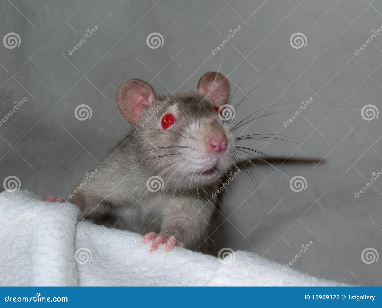 Rat 22 stock photo. Image of look, paws, beard, hair - 15969122