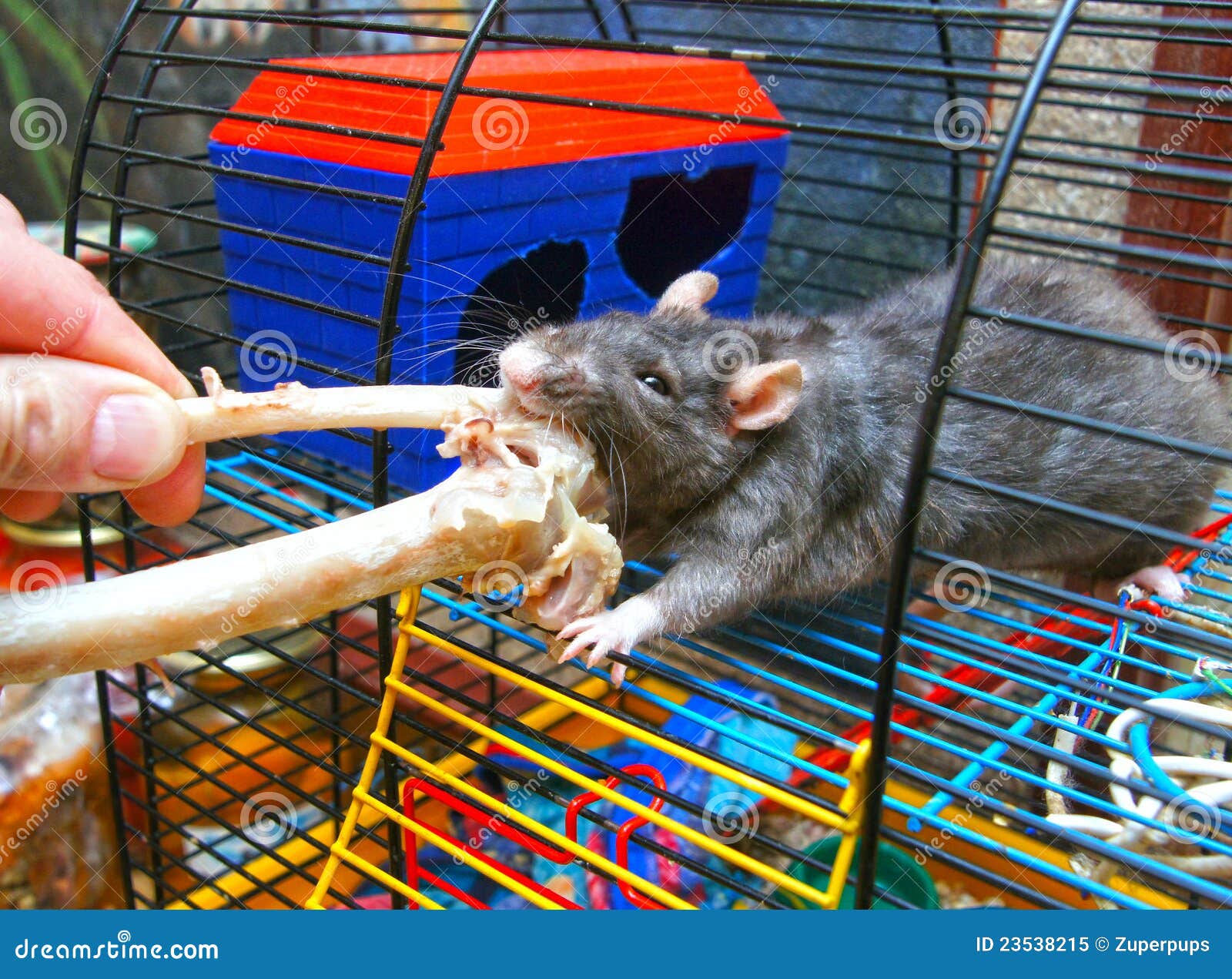Rat stock image. Image of bizarre, evolution, curiosity - 23538215