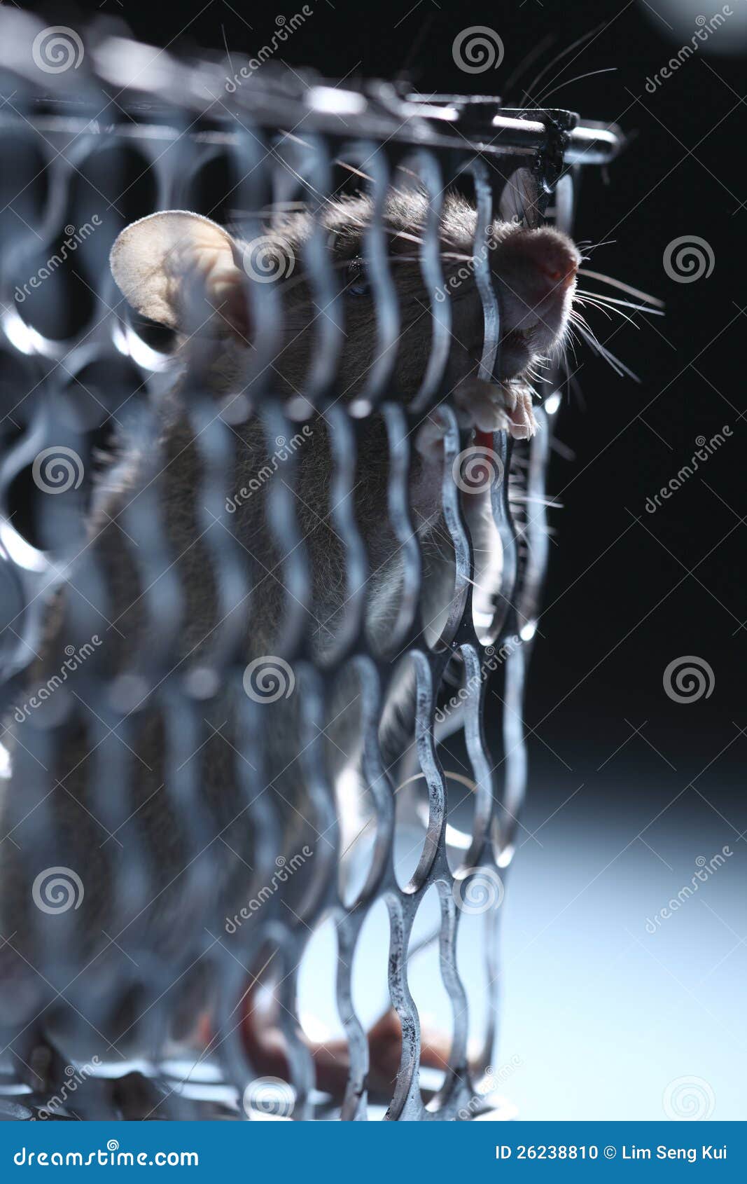 Rat stock photo. Image of brown, vertical, trapped, focus - 26238810
