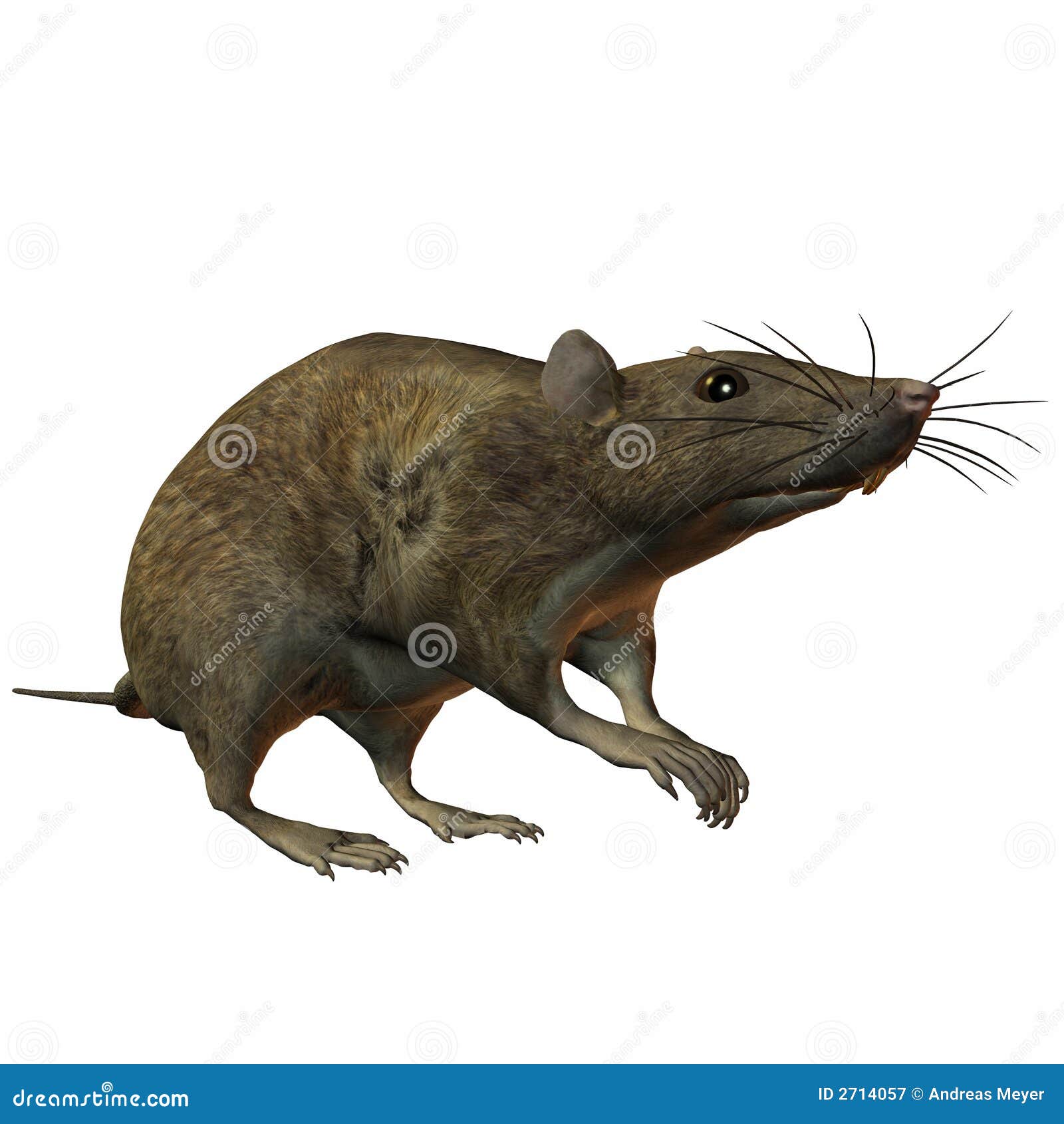 Rat stock illustration. Illustration of graves, anatomy - 2714057