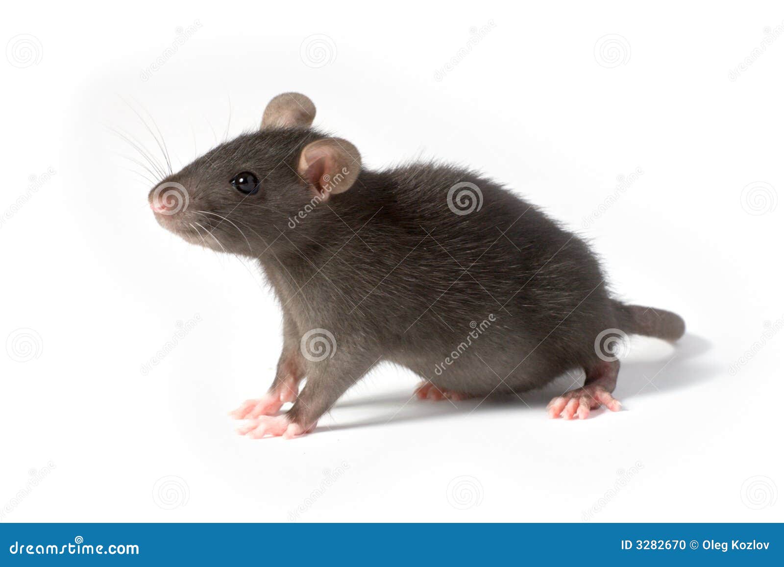 Rat stock photo. Image of pets, animal, close, curiosity - 3282670