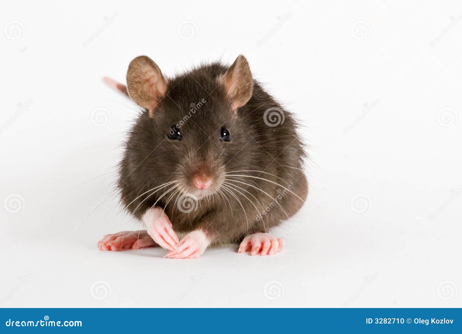 Rat stock photo. Image of nose, background, isolated, tail - 3282710