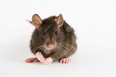 Rat stock photo. Image of nose, background, isolated, tail - 3282710