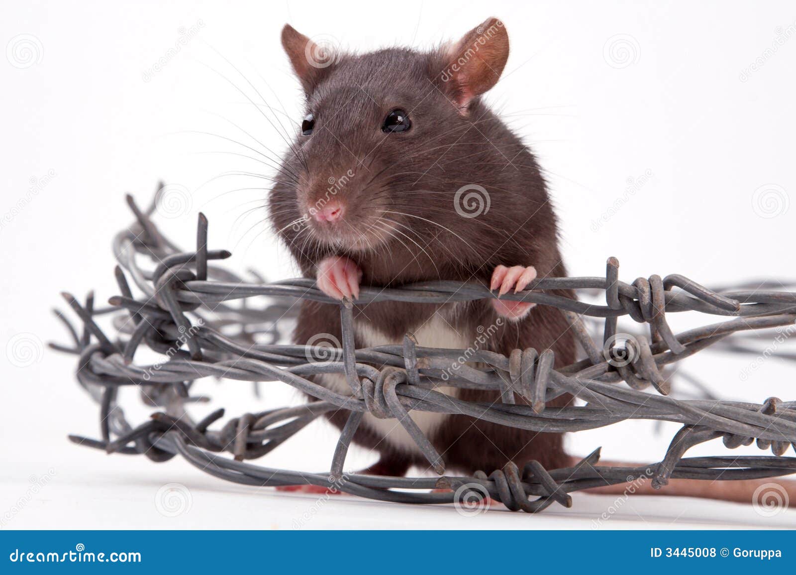 Rat stock photo. Image of nose, mouse, cute, tail, 2008 - 3445008