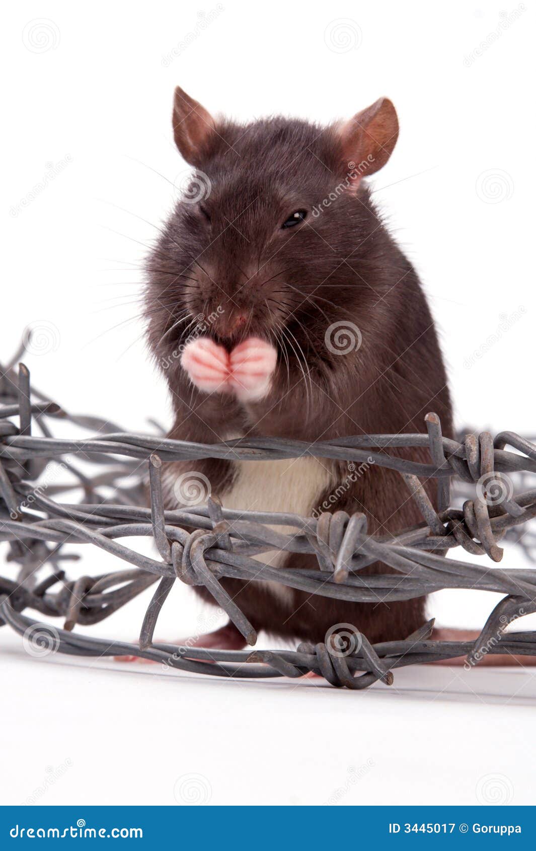Rat image stock. Image du fourrure, favori, regarder, pets - 3445017