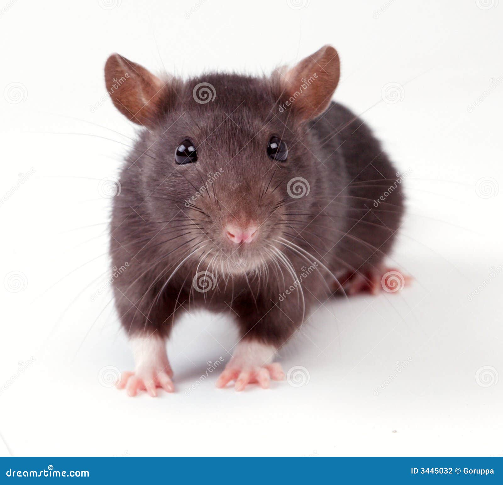 Rat stock photo. Image of white, animal, hairy, cute, tail - 3445032