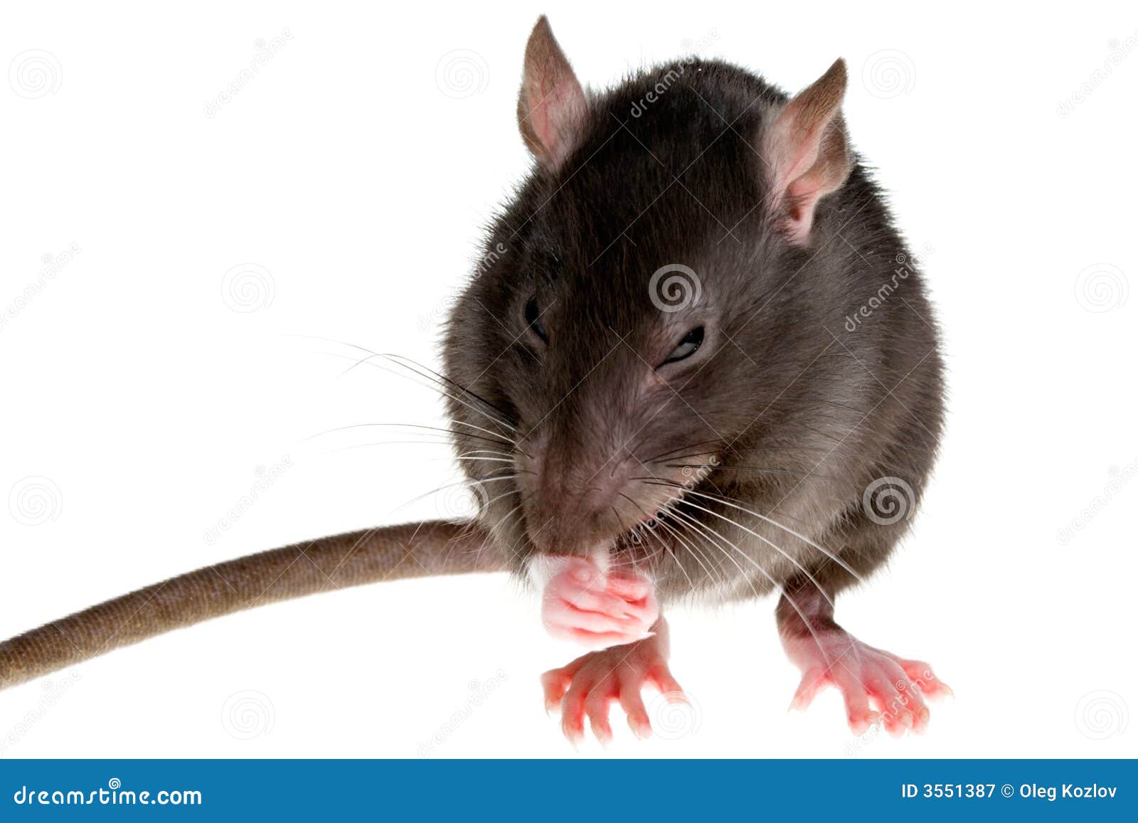 Rat image stock. Image du verticale, gris, animaux, mammifère - 3551387