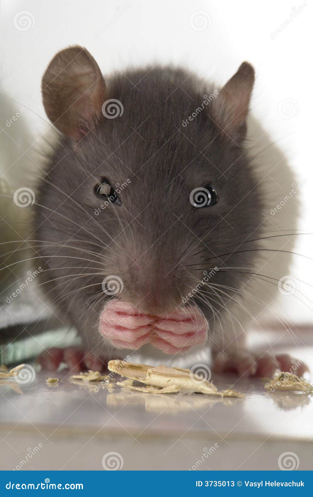 Rat stock image. Image of look, animal, isolated, food - 3735013