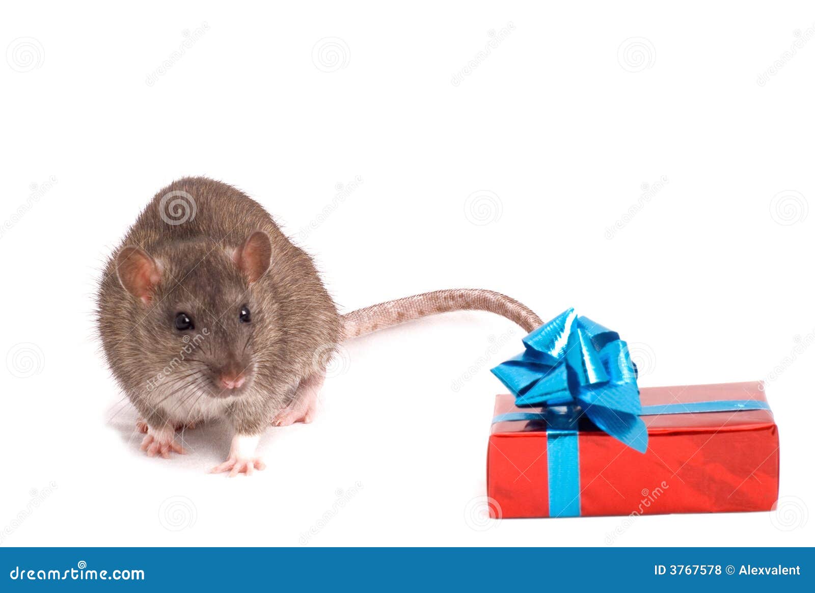 Rat stock photo. Image of christmas, guinea, bonus, gift - 3767578