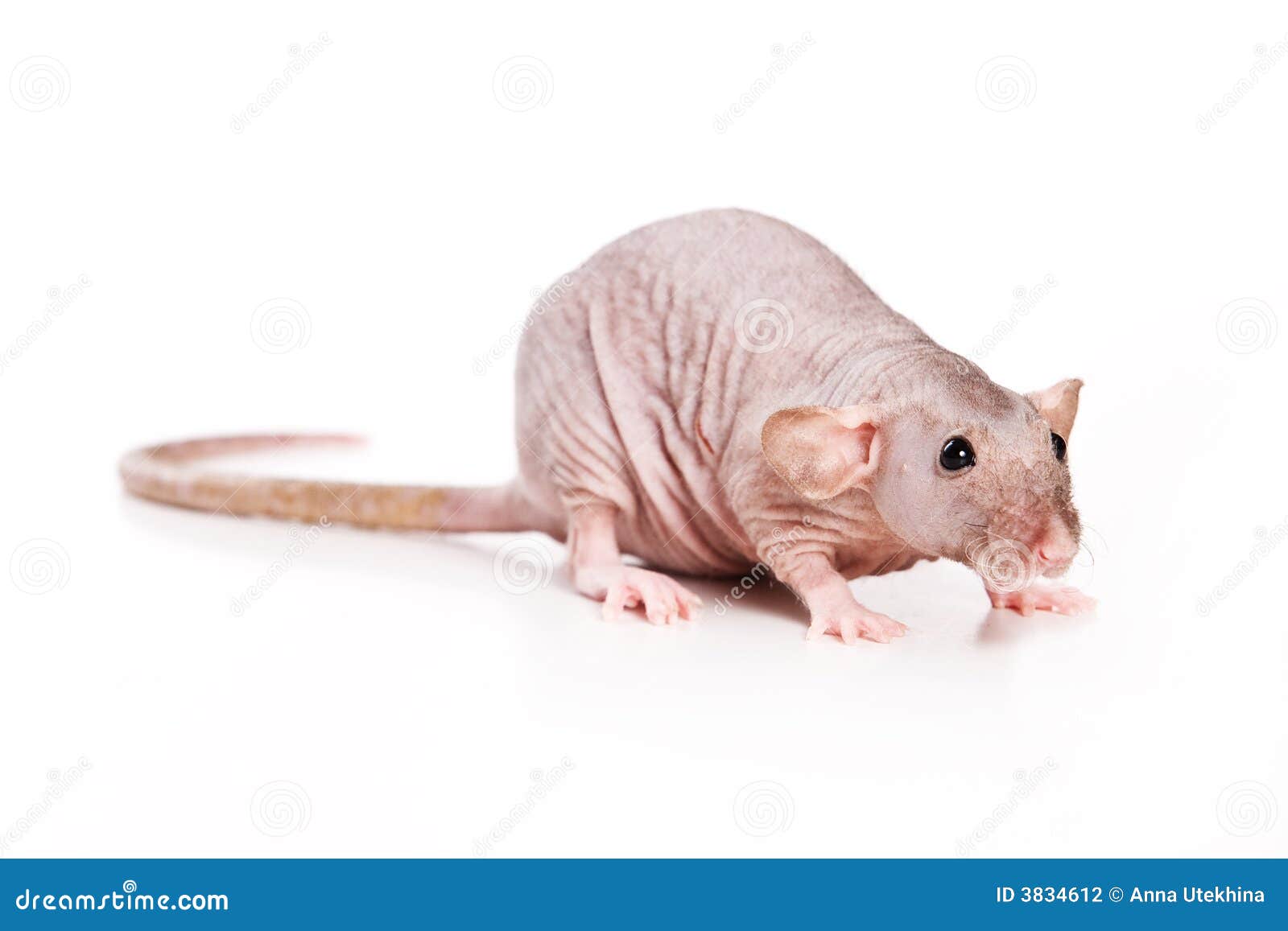 Filth Rat Stock Photos - Free & Royalty-Free Stock Photos from Dreamstime