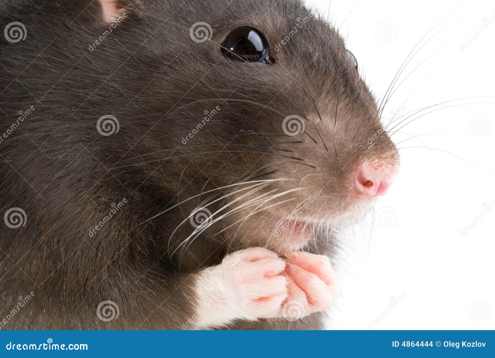Rat photo stock. Image du arrière, rongeur, domestique - 4864444