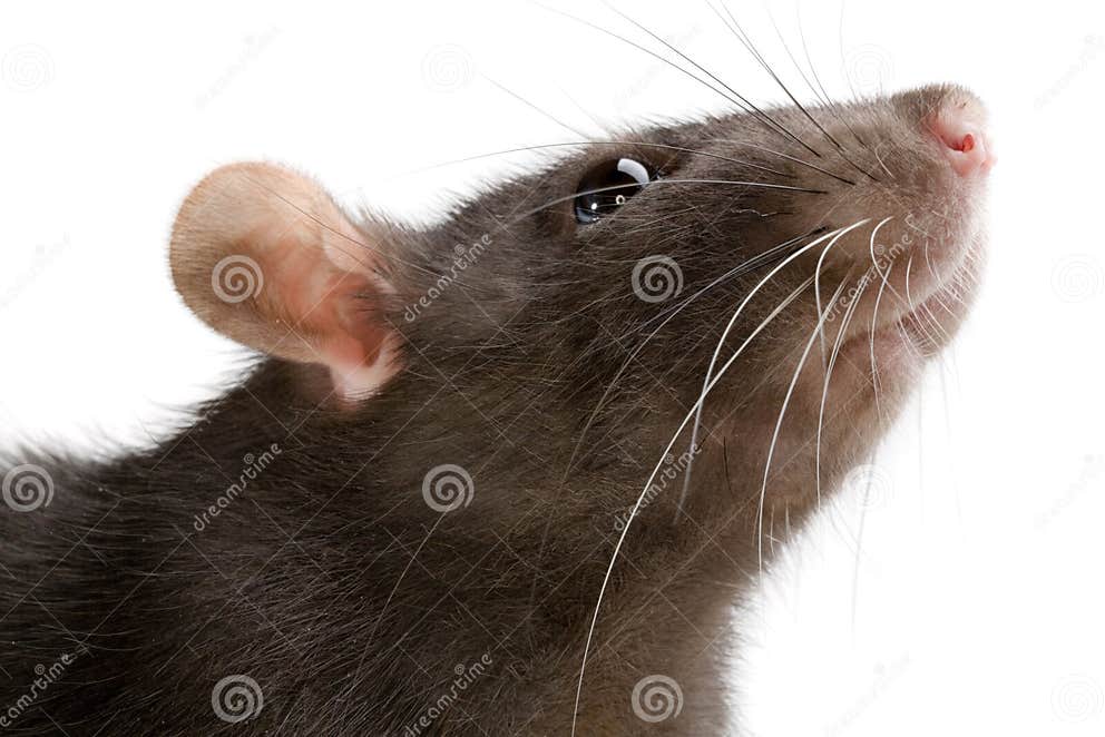 Rat stock image. Image of tail, close, hair, nose, hairy - 4864461