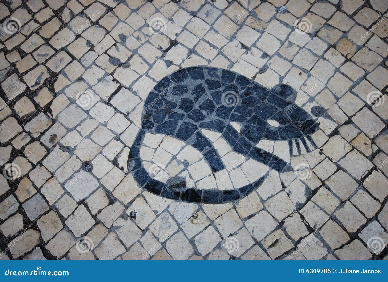 Rat stock image. Image of tile, largo, europe, stone, pattern - 6309785