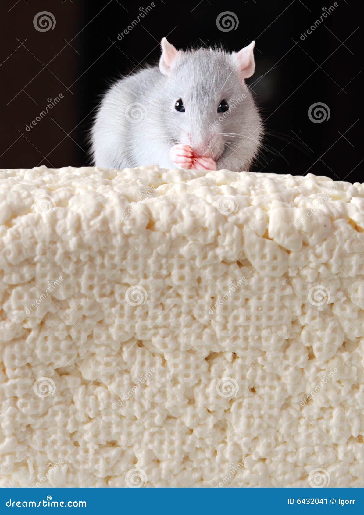 Rat stock image. Image of cute, mammal, yellow, animal - 6432041