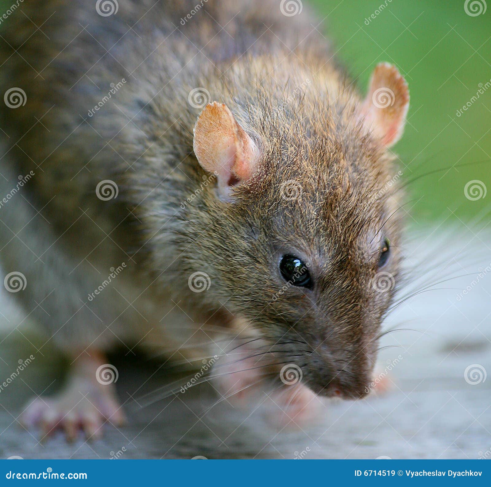 Rat stock image. Image of gerbil, gaze, mammal, domestic - 6714519