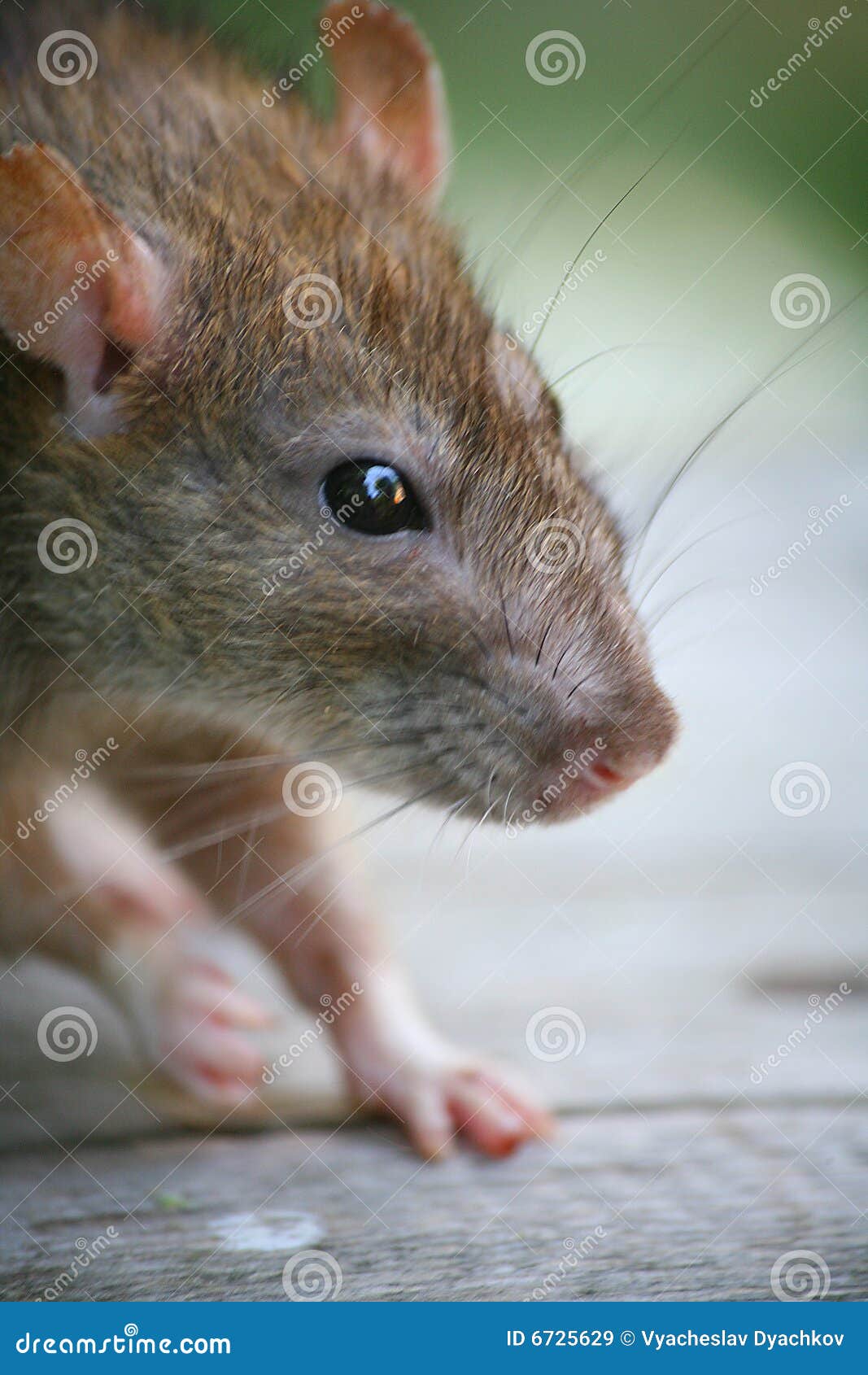 Rat. Portrait of a Brown Rat. the Rat is Known Worldwide, and is ...
