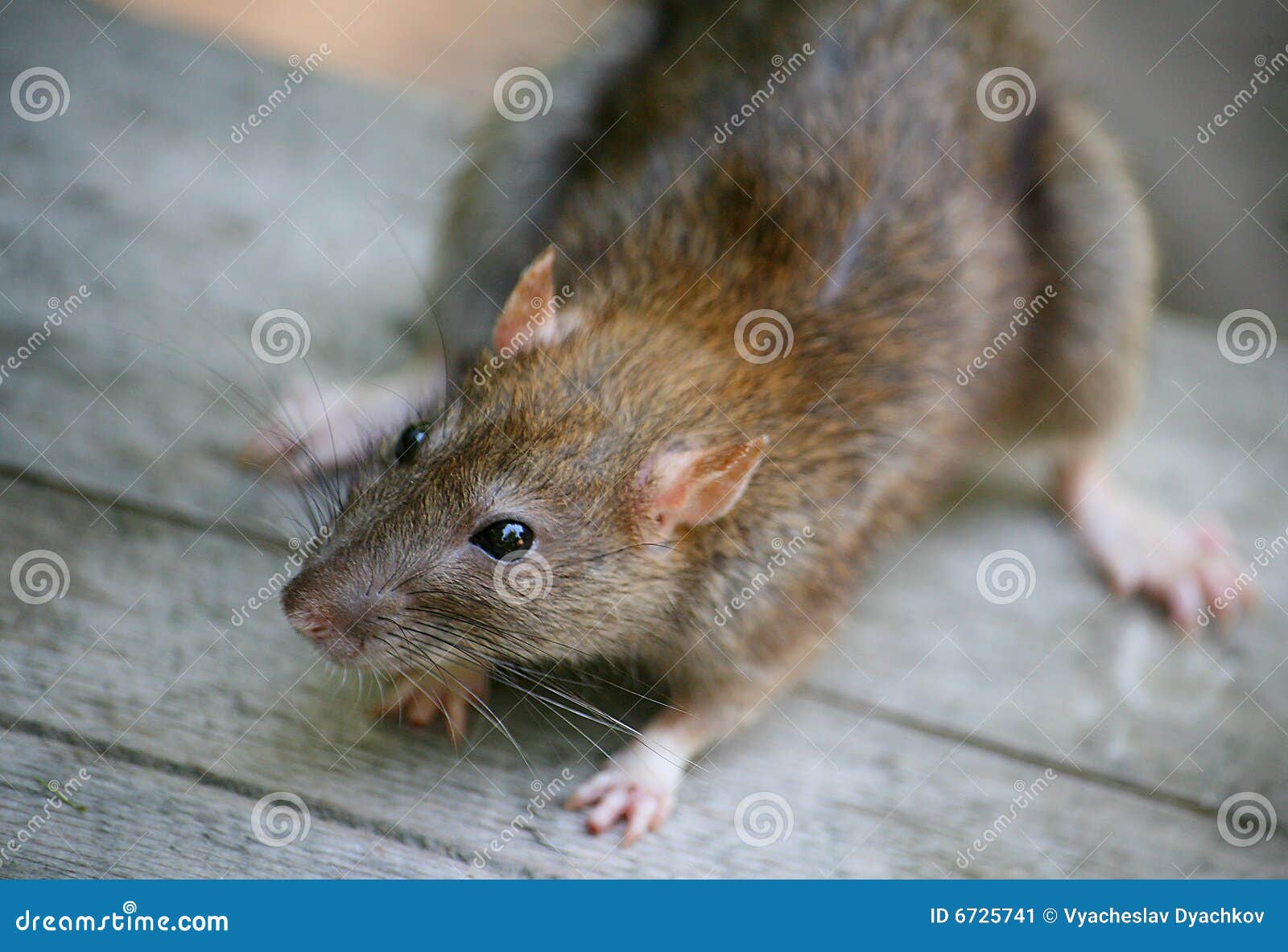 Rat stock image. Image of mammals, head, ears, gnaw, grey - 6725741