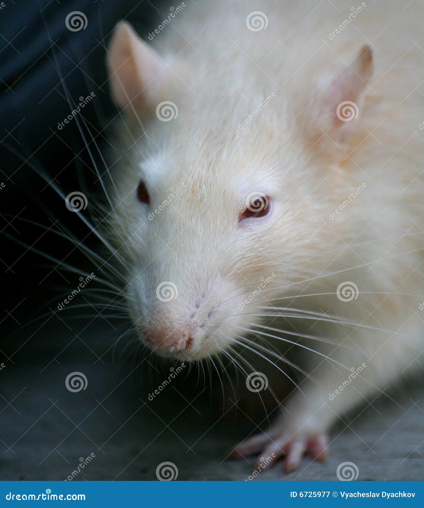 Rat stock image. Image of positive, nose, eyes, animals - 6725977