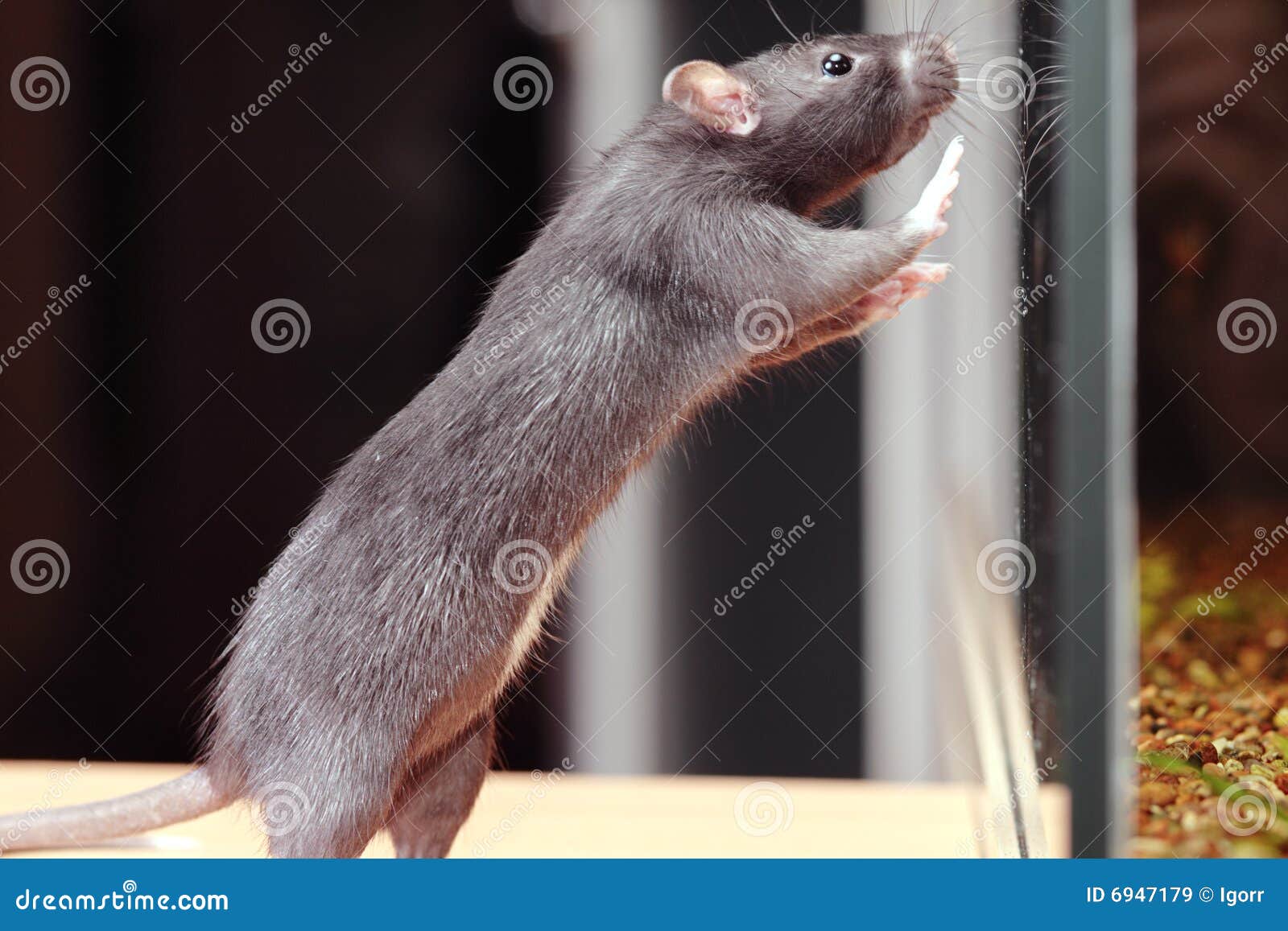 Rat stock image. Image of pets, mammal, animals, small - 6947179