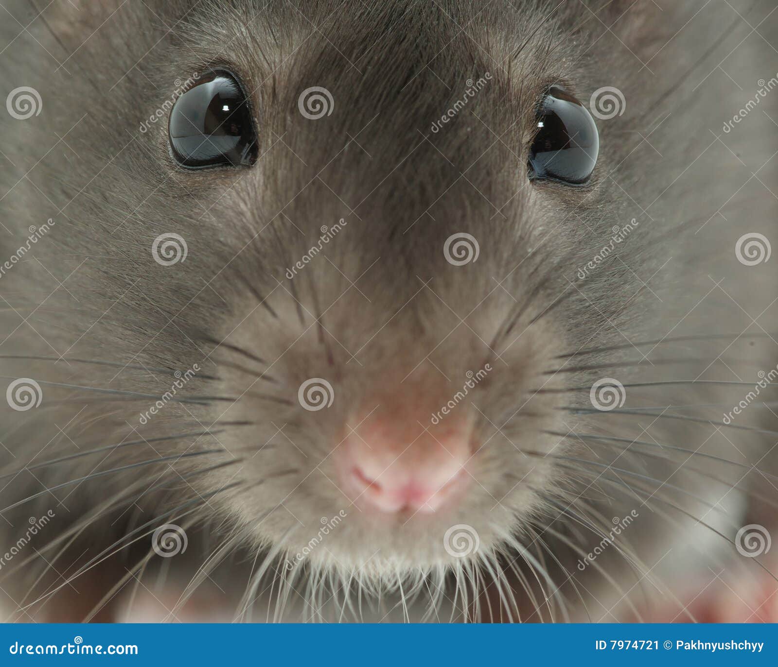 Rat stock image. Image of cute, domestic, hair, rodent - 7974721
