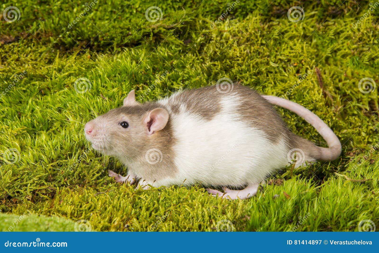 Rat image stock. Image of égout, rongeur, domestique - 81414897