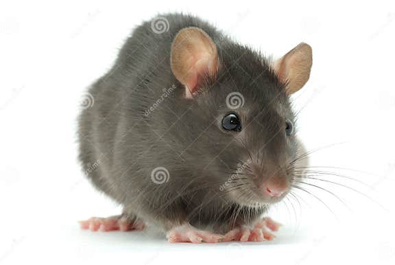 Rat stock photo. Image of tail, hairy, isolated, mammal - 8350062