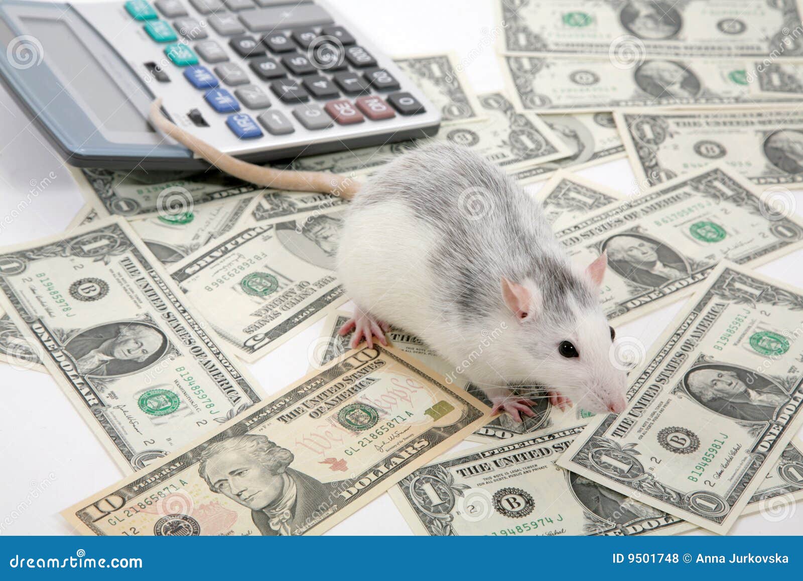 Rat accountant stock photo. Image of american, buying - 9501748