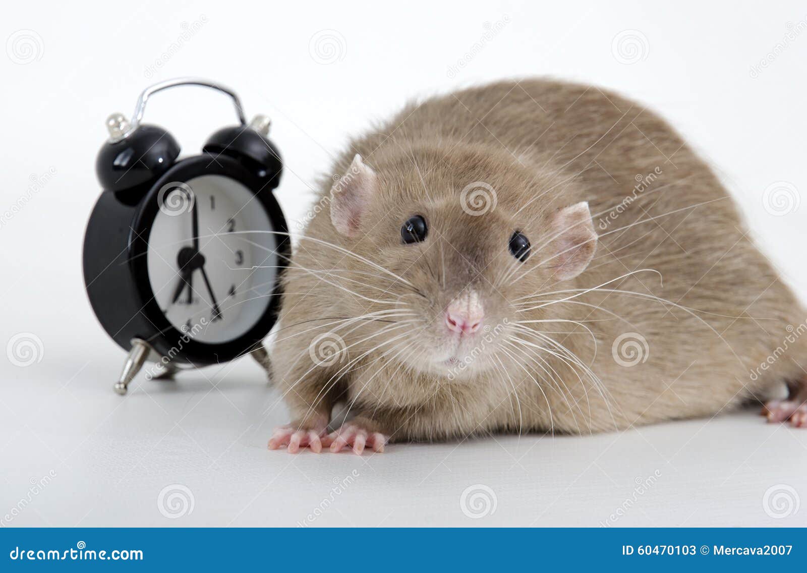Rat and alarm clock. stock image. Image of household - 60470103