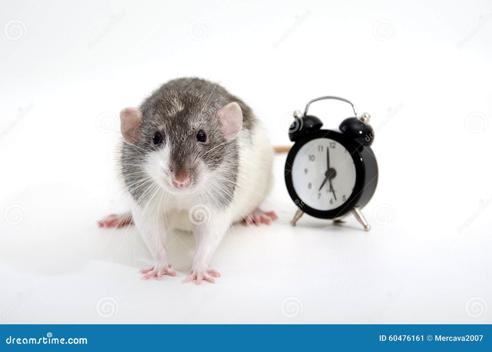 Rat and alarm clock. stock image. Image of whisker, rodent - 60476161
