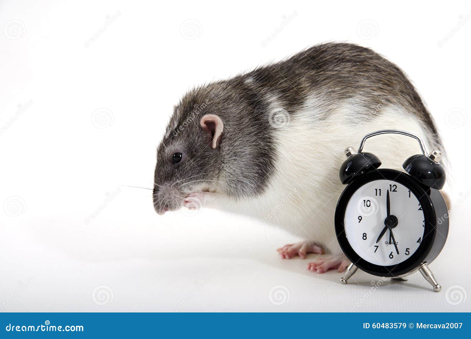Rat and alarm clock. stock image. Image of mammals, white - 60483579