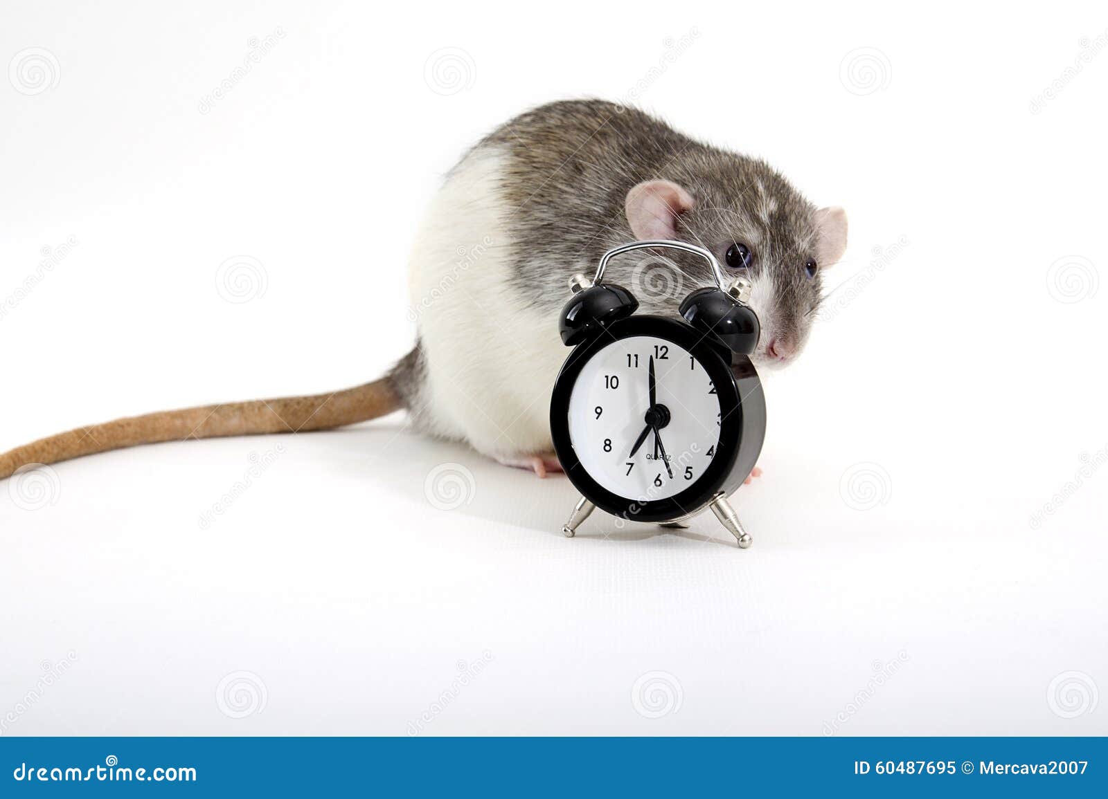 Rat and alarm clock. stock image. Image of whisker, portrait - 60487695