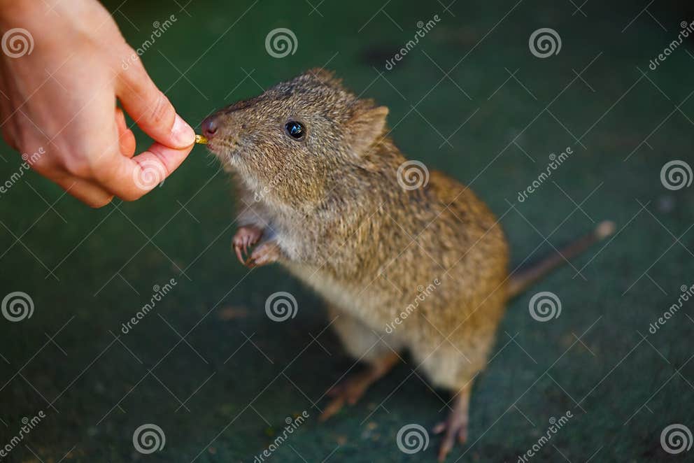 Rat in Australia stock image. Image of nature, care, mammal - 54609347