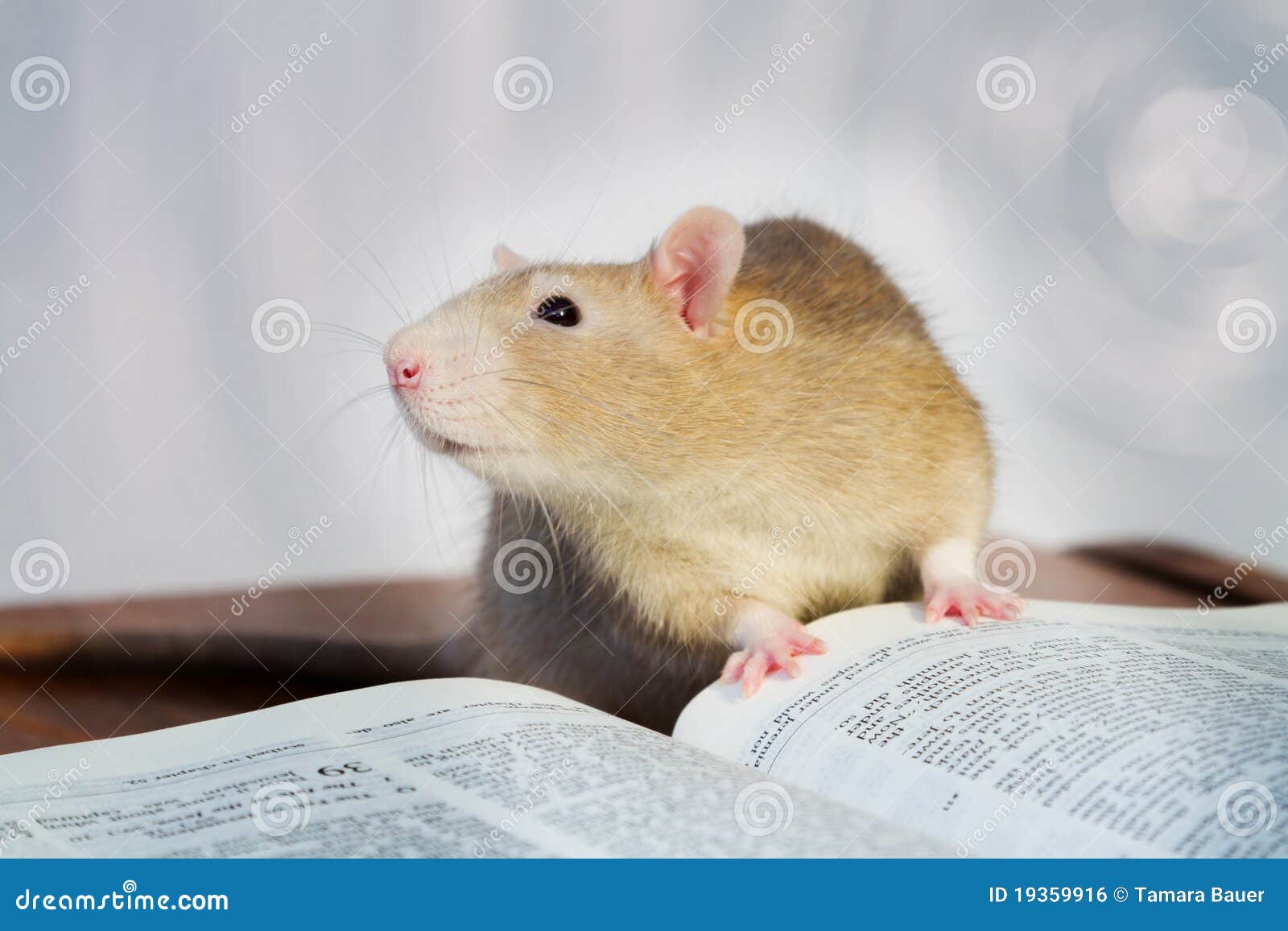Rat avec le livre photo stock. Image du seul, domestique - 19359916