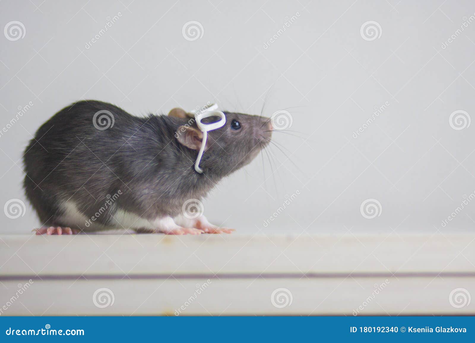 Rat Avec Lunettes. Rat De Papier. Bureau Du Greffier Photo stock ...