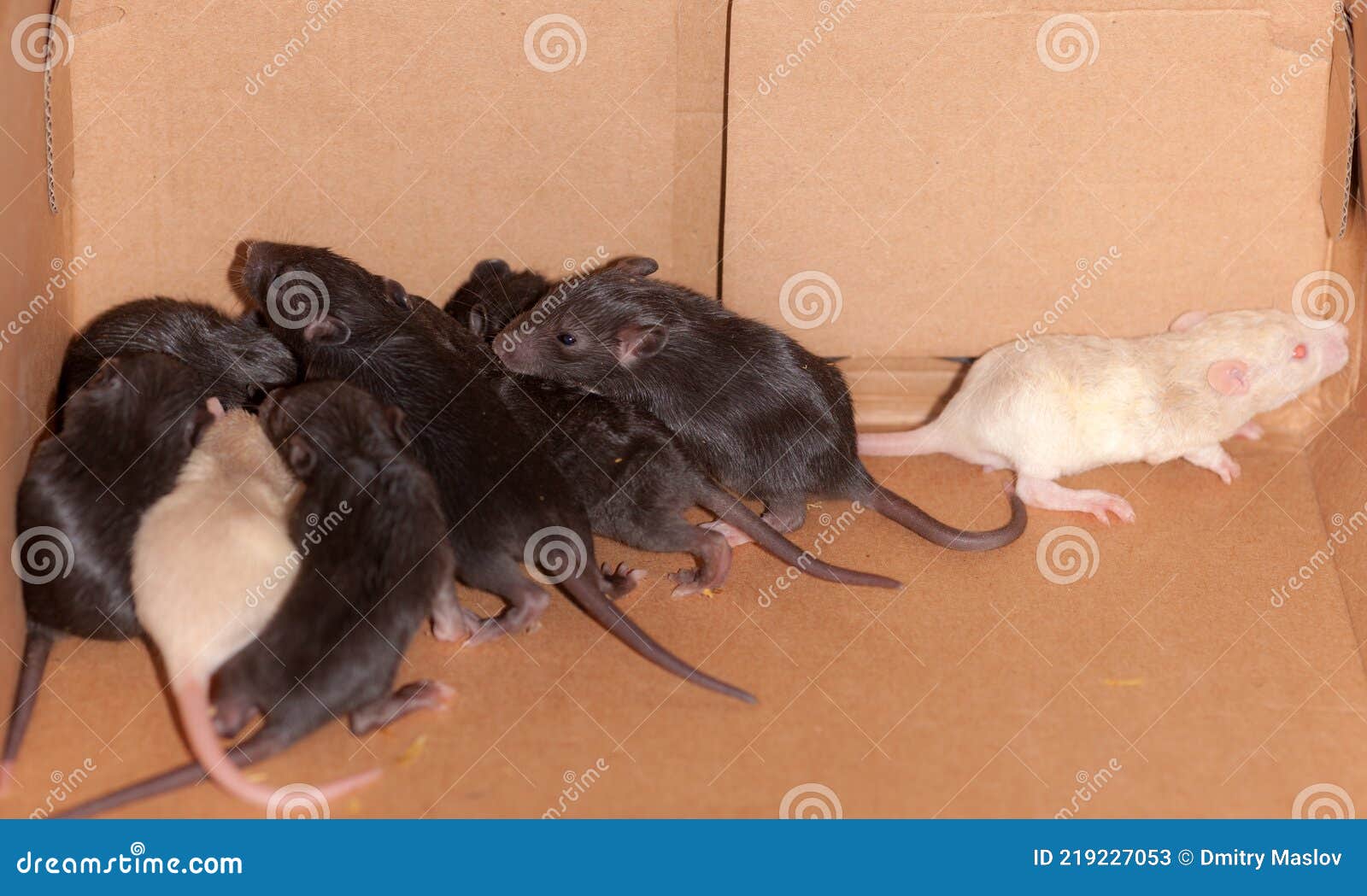 Rat Babies in a Cardboard Box Stock Image - Image of domestic, animals ...